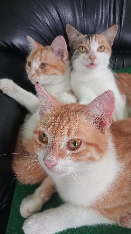 A Very Cute Animal that Easily Makes Friends with Humans Stock Photo ...