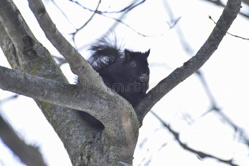 Very Cute Black Squirrel Freezing Stock Photo - Image of park, paws ...