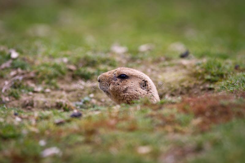 Very Cute Black Tailed Prairie Dog Stock Image - Image of feet, looking ...
