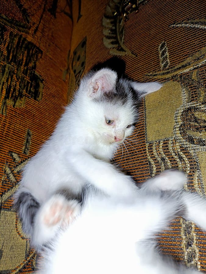 Very Cute Black and White Kittens are Playing Stock Photo - Image of ...