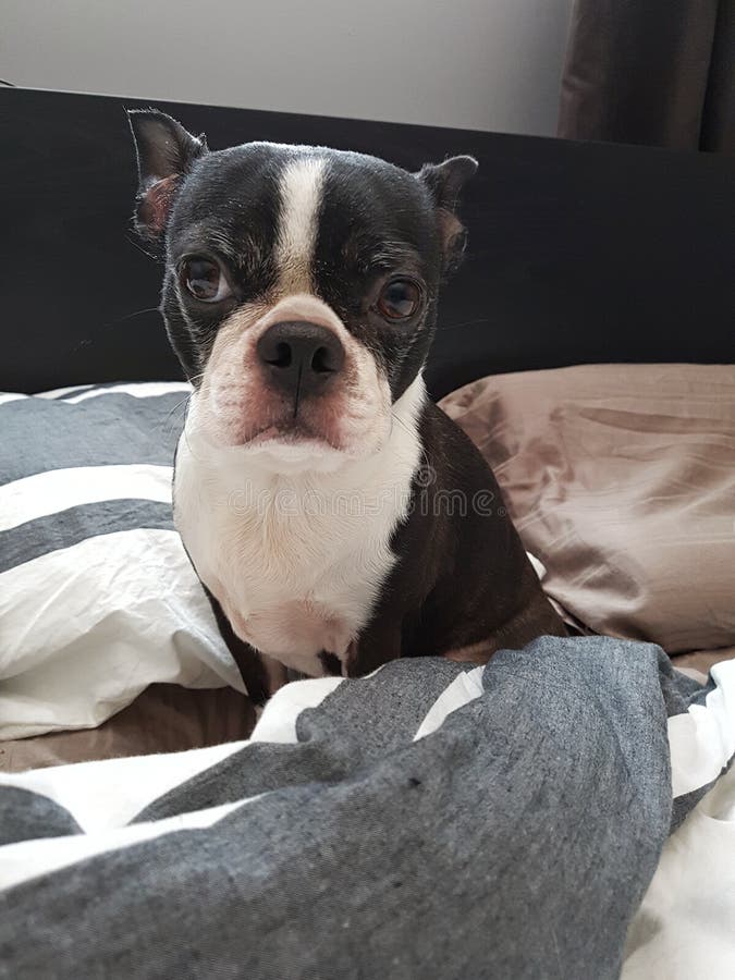 Very Cute Boston Terrier Sitting on a Bed Looking at the Camera Stock ...