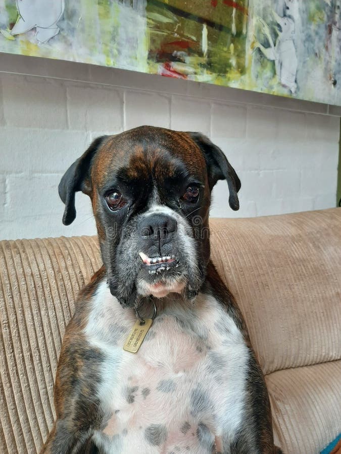 A Very Cute Boxer Dog Sitting on a Couch Stock Image - Image of cute ...
