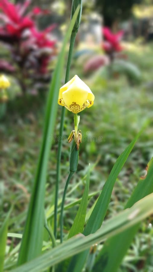 Very Cute and Bright Yellow Flower Buds Stock Photo - Image of meadow ...