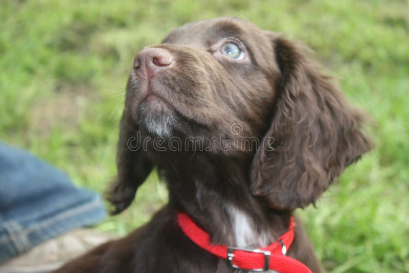 A Very Cute Brown Working Type Cocker Spaniel Pet Gundog Puppy Stock ...
