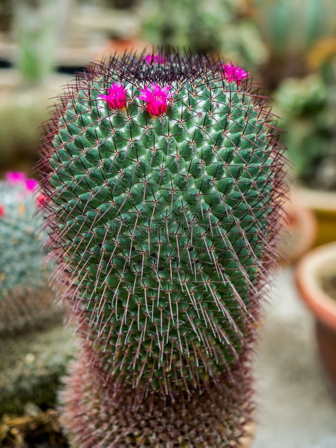 Cute cactus plants stock photo. Image of green, shape - 36836472
