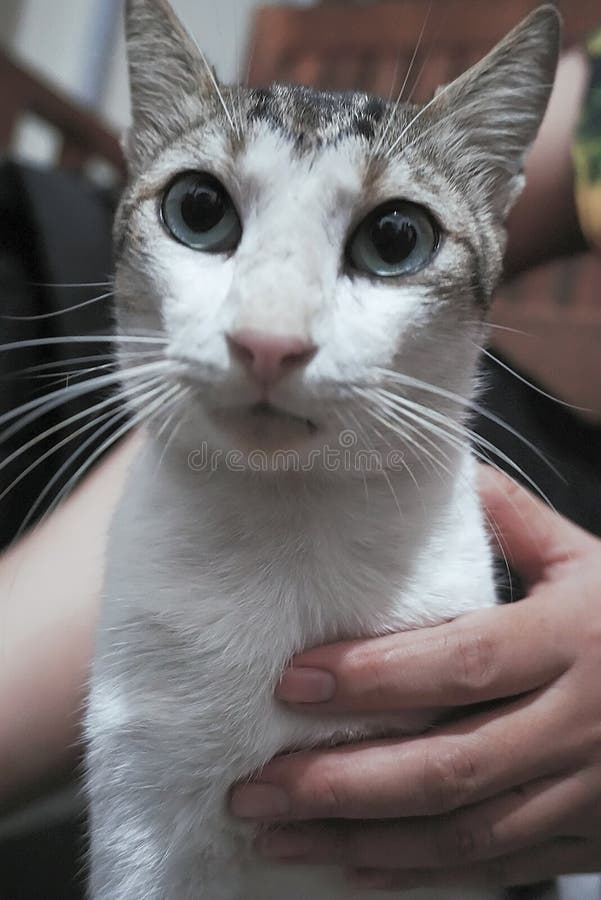 Very Cute Cat Face and Sharp Eyes Stock Photo - Image of head, eyes ...