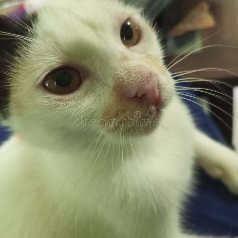 Very Cute Cat and Very Happy Good Cat Stock Photo - Image of happy ...