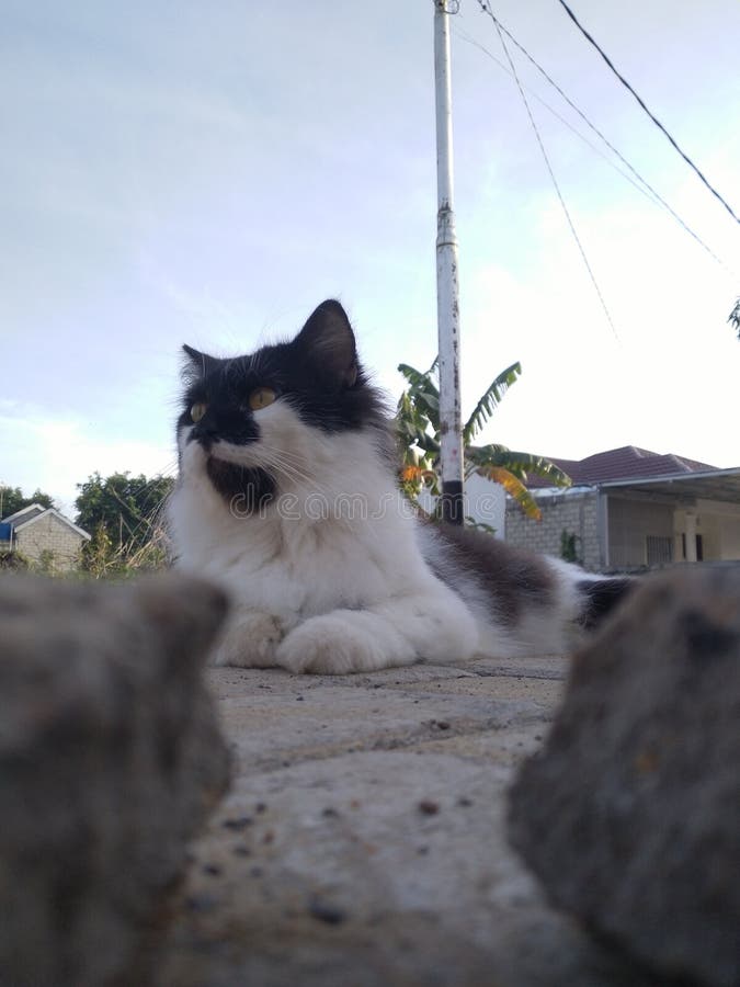 Very cute cat kucing lucu stock image. Image of handsome - 341723773