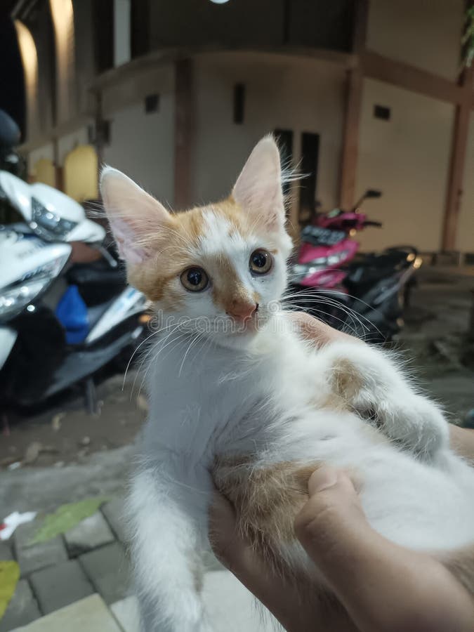 Very Cute and Clean Cute Cat Stock Image - Image of animalgraphy ...