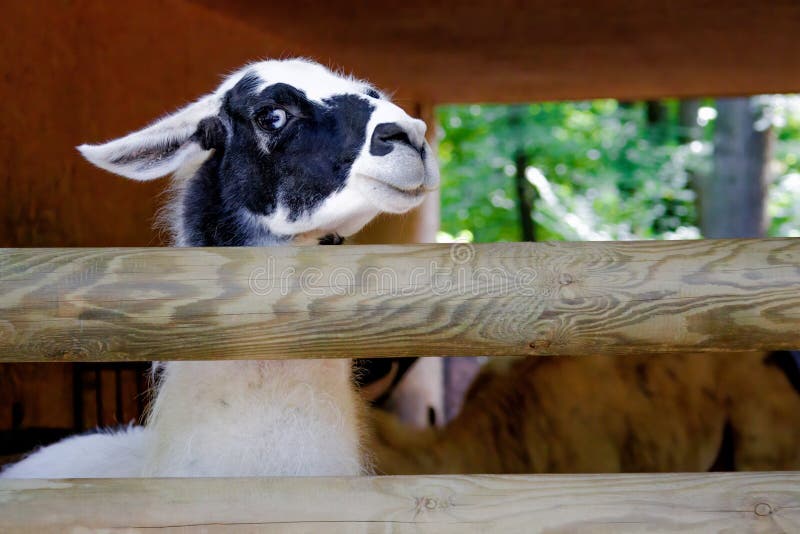 A Very Cute and Cuddly Animal in a Stall. Stock Image - Image of ...