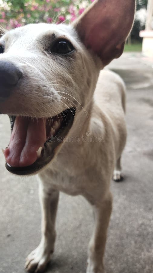 Very Cute Dog Photos when Looking Closely Stock Image - Image of animal ...