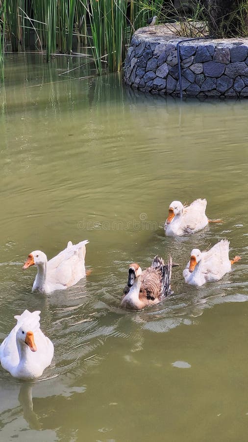 Very Cute Duck in the Beautiful River Stock Image - Image of beautiful ...
