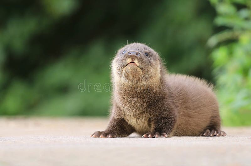 Very Cute Eurasian River Otter Baby Stock Photo - Image of offspring ...