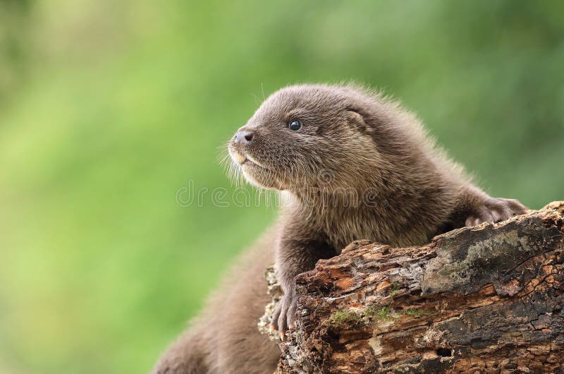 Very Cute Eurasian River Otter Baby Stock Image - Image of lutra ...