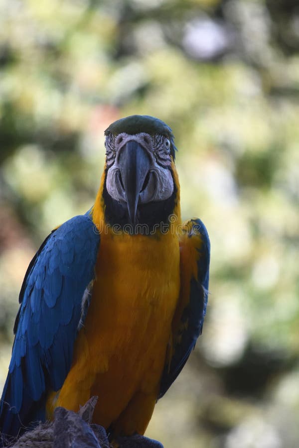 Cute Face of a Blue and Gold Macaw Bird Stock Image - Image of macao ...
