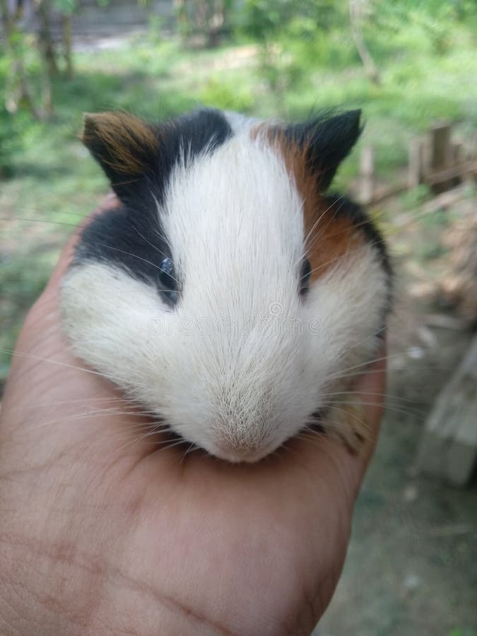 Hamster stock image. Image of original, cute, hamster - 234197507