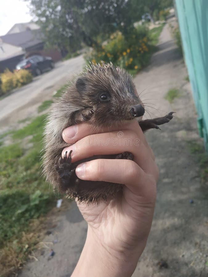Very cute hedgehog stock image. Image of small, cute - 177808585