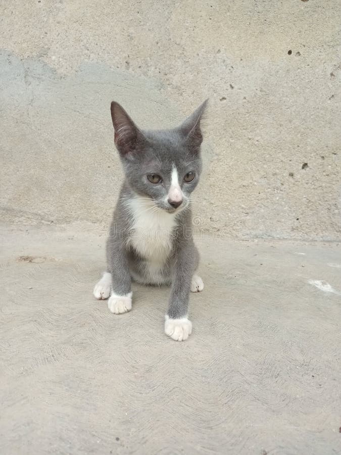 Very cute kitten stock photo. Image of kitten, mammal - 262414612