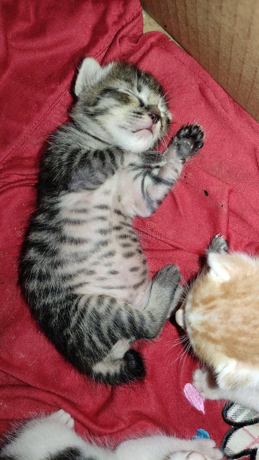 Very Cute Kitten, Adorable and Will Soon Grow into a Smart Cat Stock ...