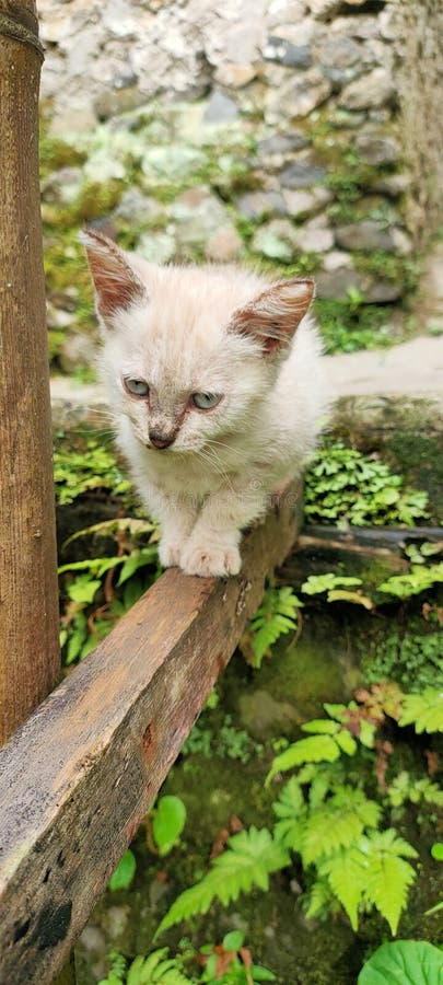 Very Cute Kitten, but he Looks Cold, is There Anyone Here Who Likes ...