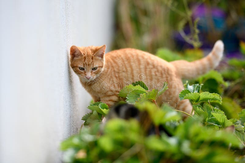 A very sad kitty stock photo. Image of kitty, look, adorable - 119722534