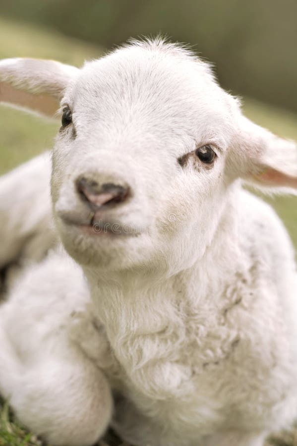 Very cute lamb stock image. Image of mammal, cute, newborn - 2240351
