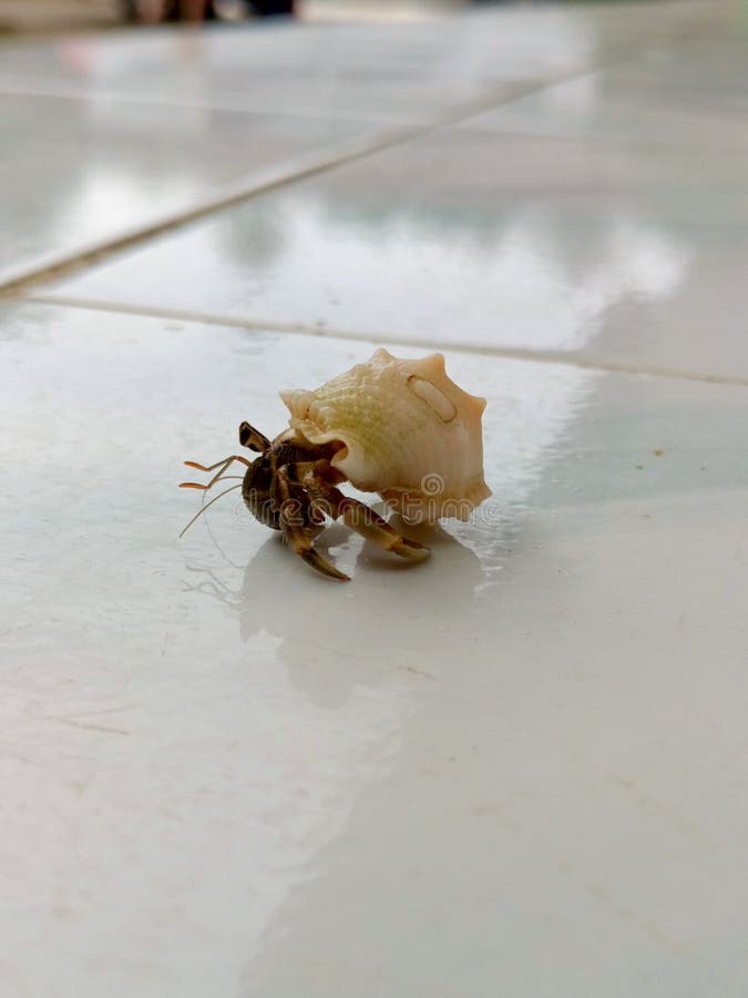 Very Cute Little Hermit Crab Stock Image - Image of animal, arthropod ...