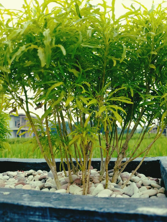 Very cute little tree stock photo. Image of small, cute - 330020864