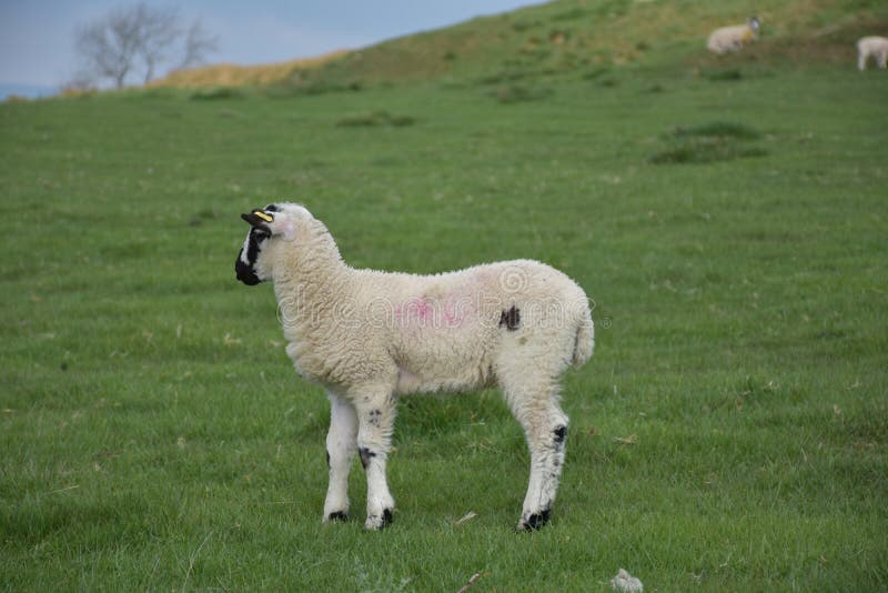 Very Cute Little White and Black Lamb Stock Image - Image of farm, cute ...