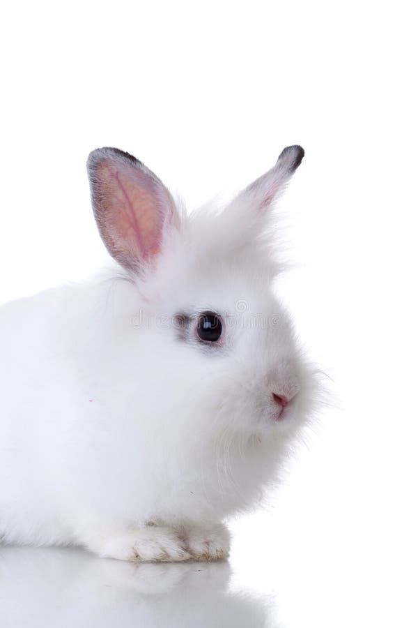 White rabbit stock image. Image of baby, youngling, downy - 3254909
