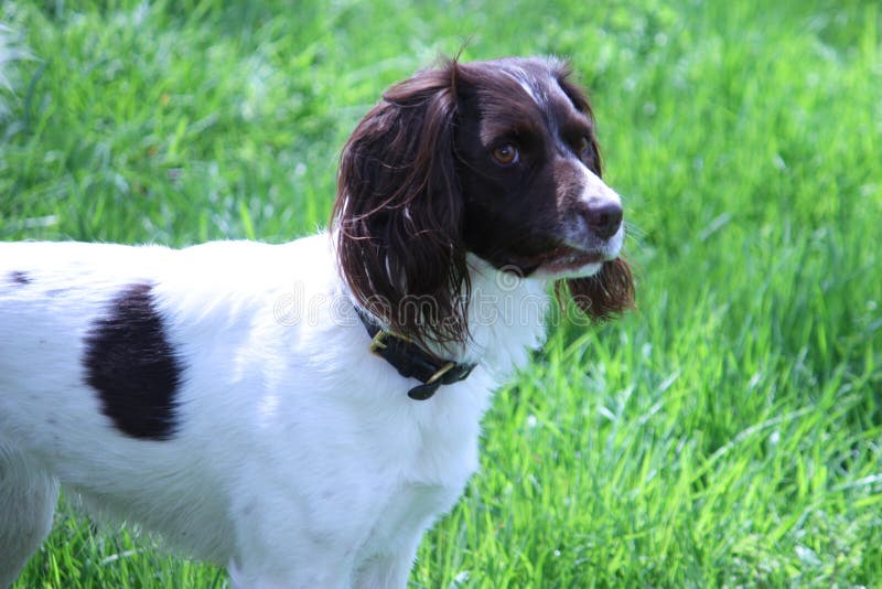 A Very Cute Liver and White Working Type English Springer Spaniel Stock ...