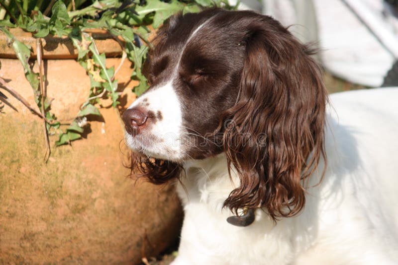 A Very Cute Liver and White Working Type English Springer Spaniel Stock ...