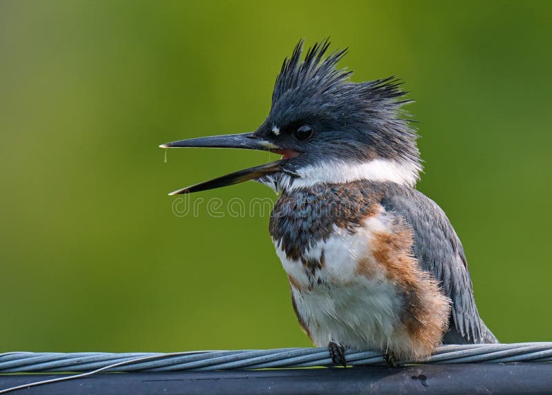 A Very Cute Looking Bird with a Long Beak on a Wire Stock Photo - Image ...