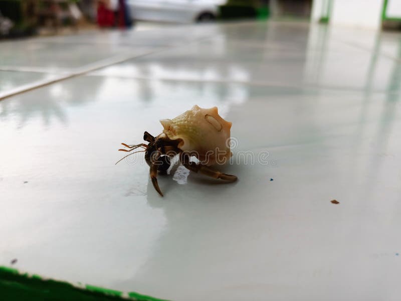 Very Cute Looking Hermit Crabs Stock Image - Image of snail, insect ...