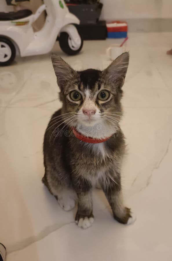 Very cute mixed breed cat stock photo. Image of mixed - 264314010