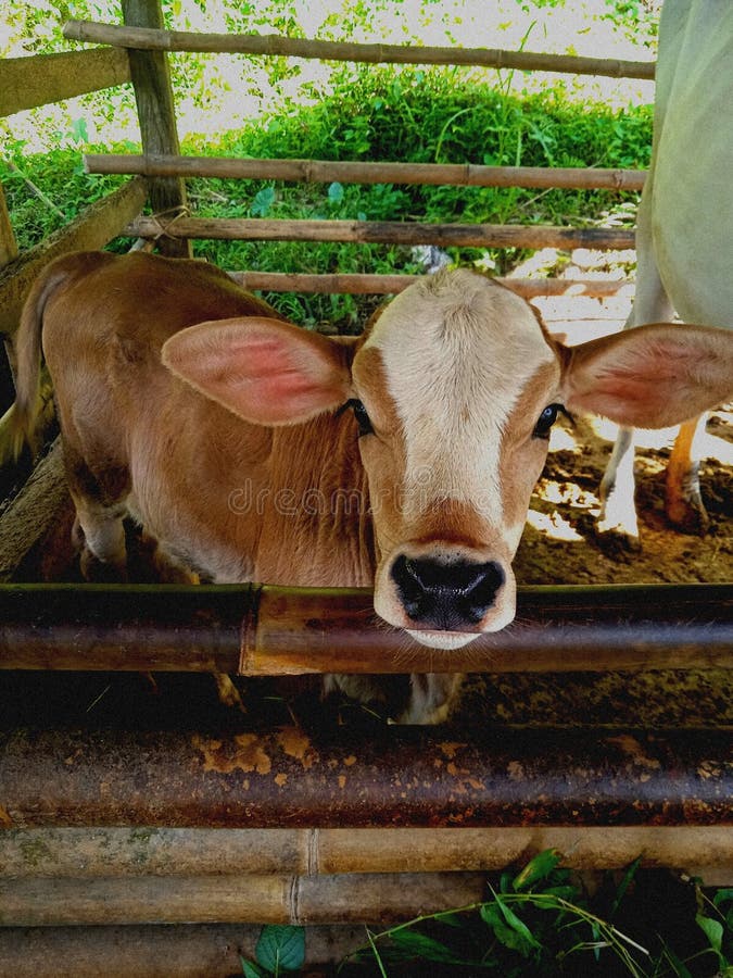 Very Cute and Cute 4 Month Old Calf?? Stock Photo - Image of calf ...