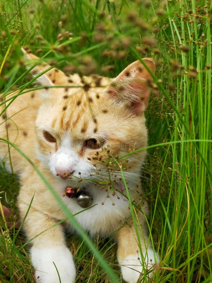 Very cute orange cat stock photo. Image of choice, naughty - 276851106