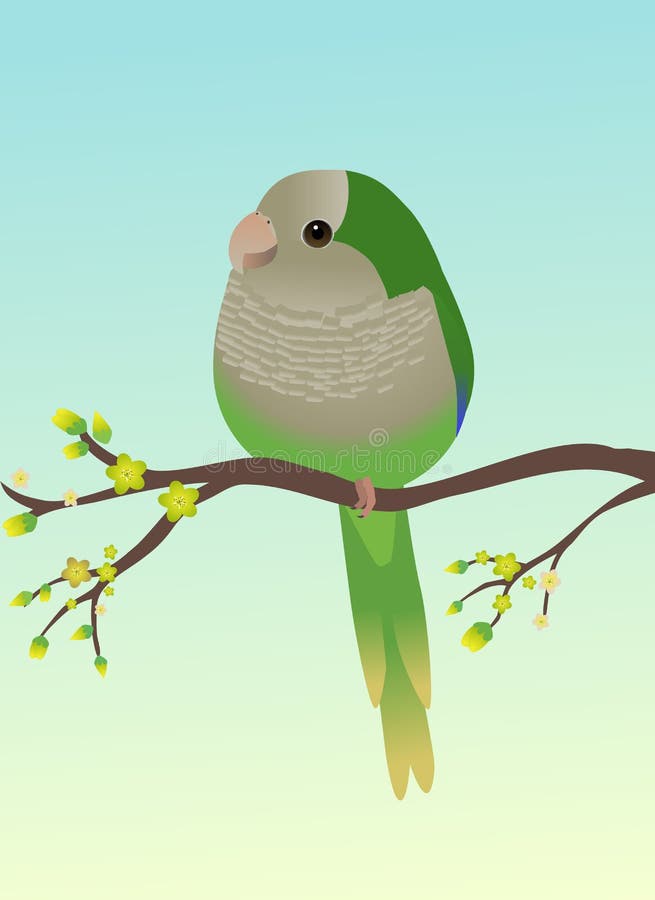 A Very Cute Quaker Parrot or Monk Parakeet Stock Vector - Illustration ...