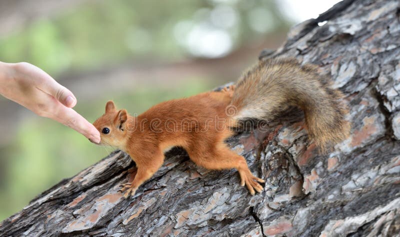 A Very Cute Red Squirrel Reaches for the Human Hand for Food Stock ...