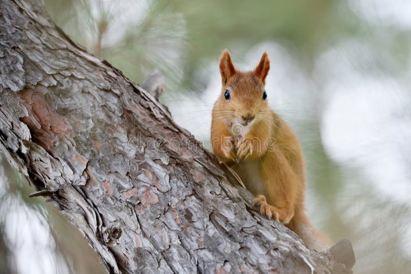 A Very Cute Redhead Squirrel Sits on a Tree. Red-haired Squirrel ...
