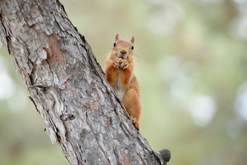 A Very Cute Redhead Squirrel Sits on a Tree. Red-haired Squirrel ...