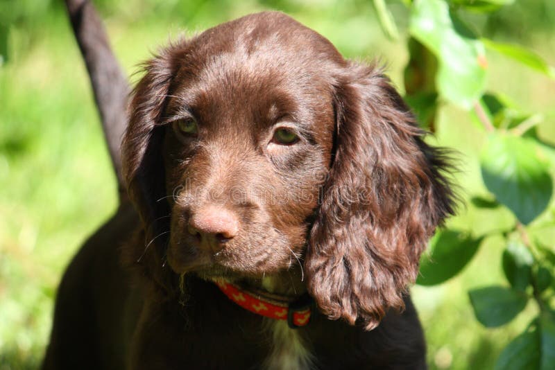 A Very Cute Smal Liver Working Cocker Spaniel Pet Gundog Stock Photo ...