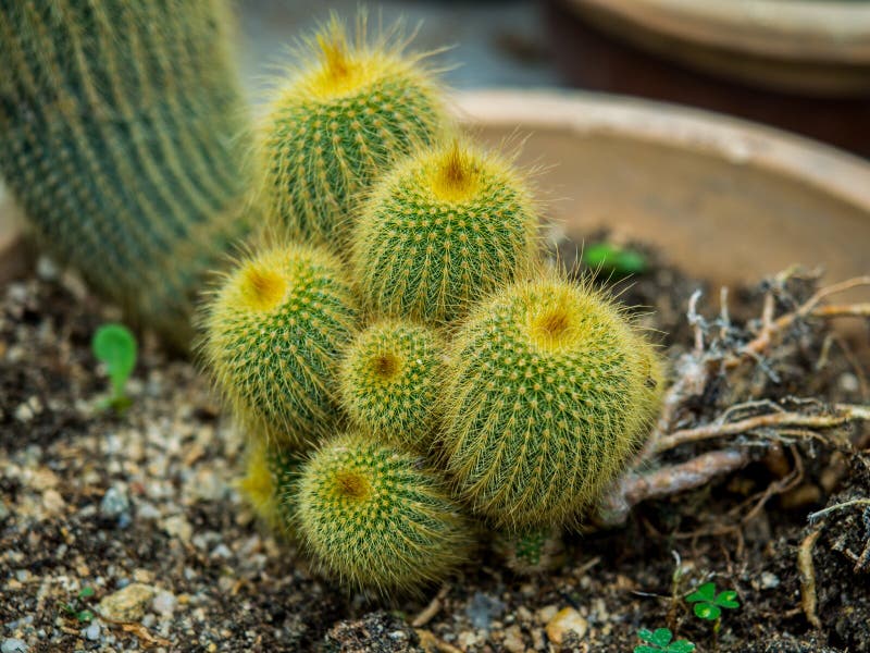 Very Cute Small Cactus in the Garden Stock Image - Image of blooming ...