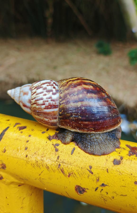 Very Cute Snail Animals in the Wild Stock Photo - Image of wild ...