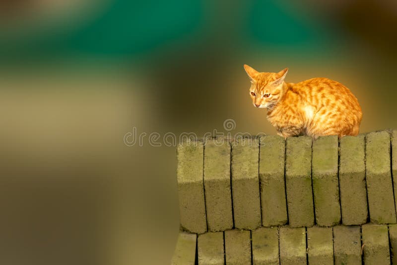 Very Cute Tabby Cat Seating on Breaks Stock Photo - Image of carnivore ...