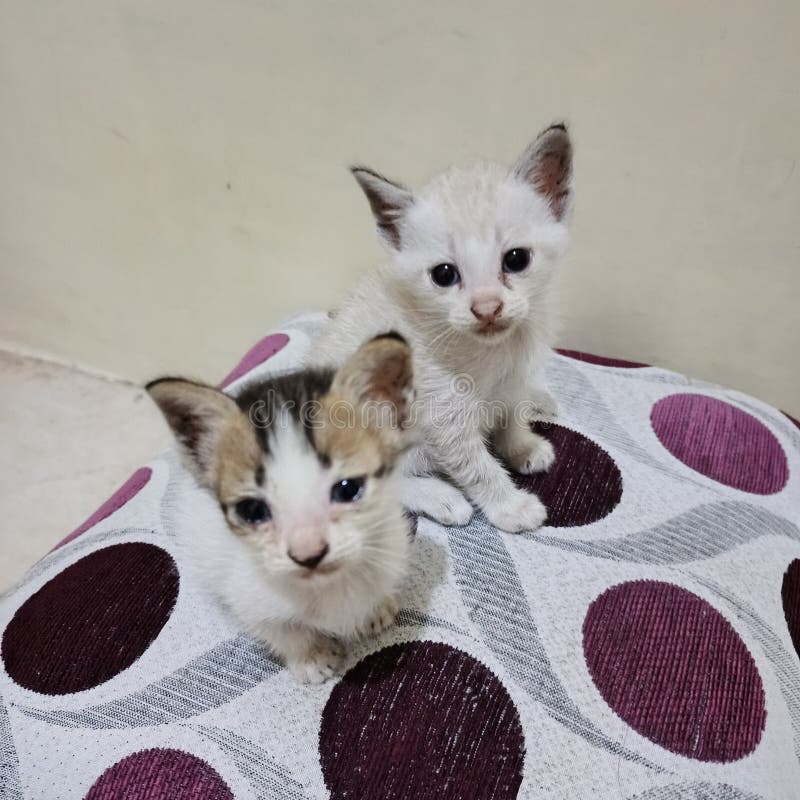 Very Cute and Unique Cool Kitten Stock Photo - Image of unique, cute ...