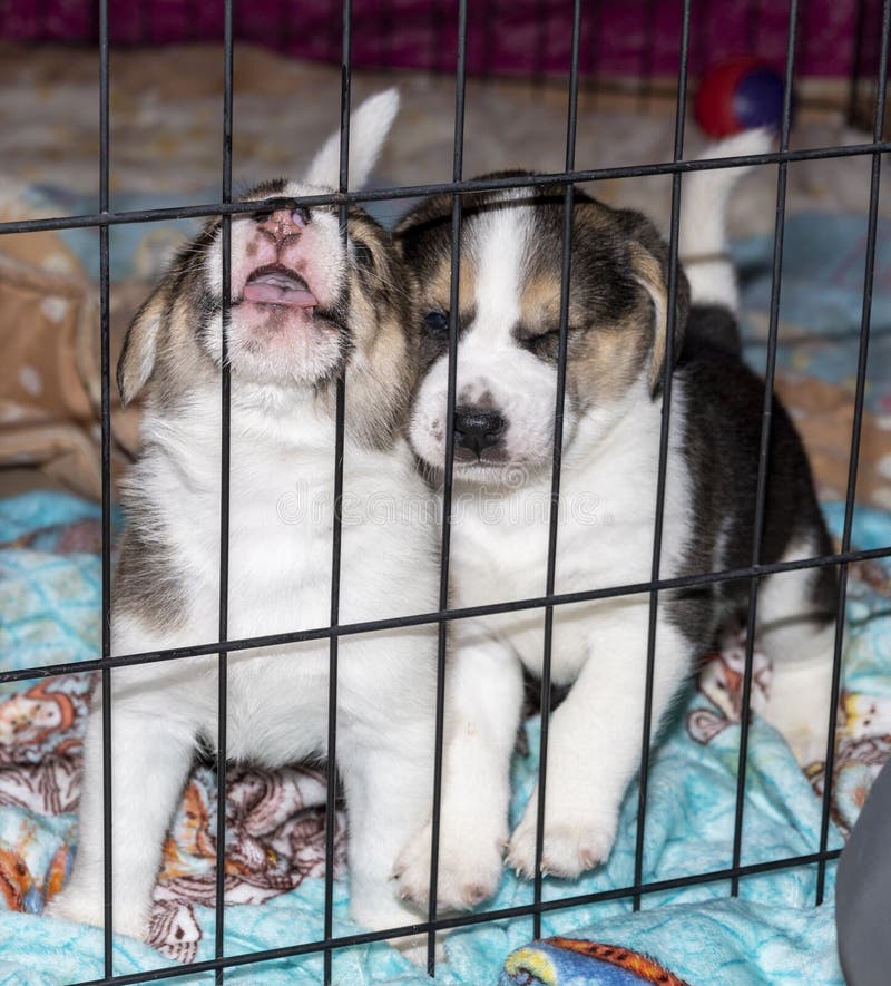 Very Cute 3 Week Old Beagle Puppies Stock Photo - Image of isolated ...