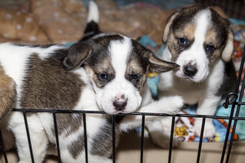 Very Cute 3 Week Old Beagle Puppies Stock Photo - Image of looking ...