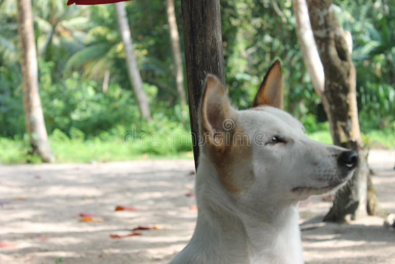 The Gaze of an Adorable Dog on the Beach Stock Image - Image of plant ...