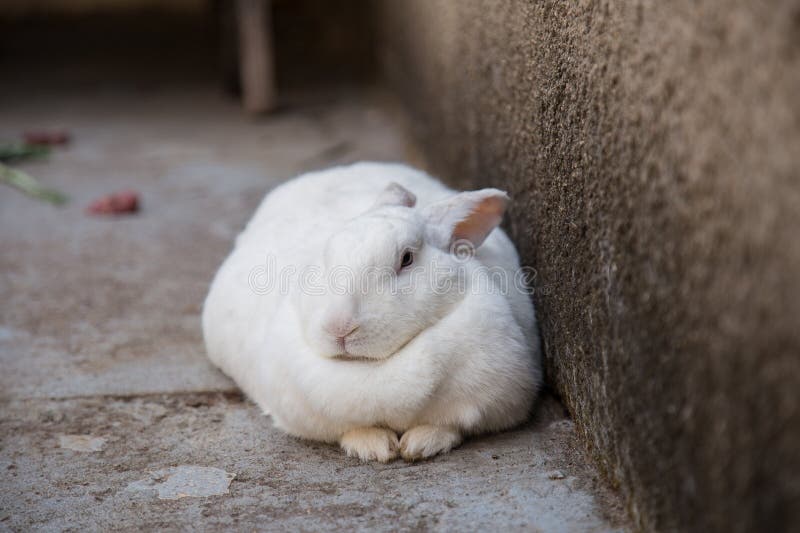 Very Cute White Rabbit Lying Stock Photos - Free & Royalty-Free Stock ...